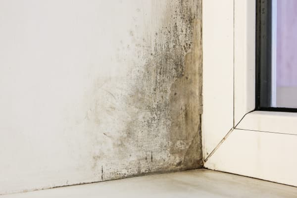 Five ways to prevent mould in your home and the best ways to clean it | RNZ