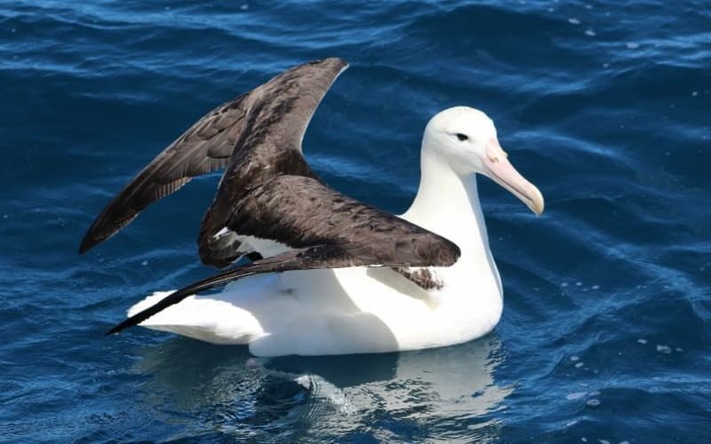 One-eyed albatross returned to wild | RNZ