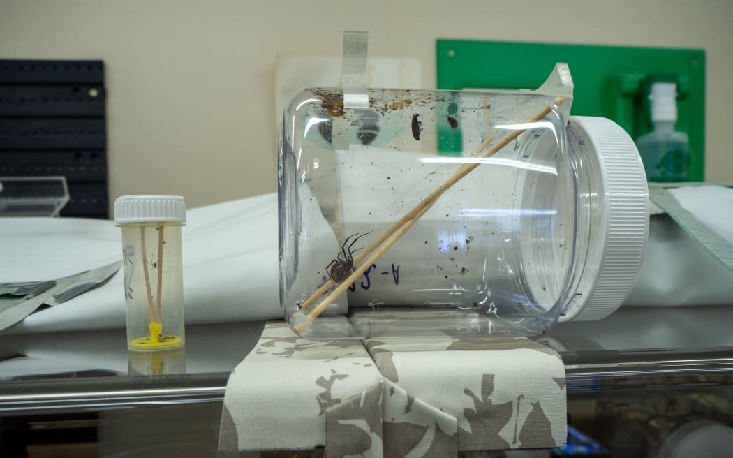 Our Changing World: A tricky trap for redback spiders | RNZ News