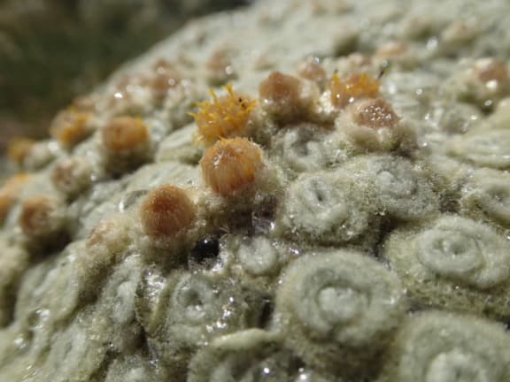 Critter of the Week: The Vegetable Sheep | RNZ