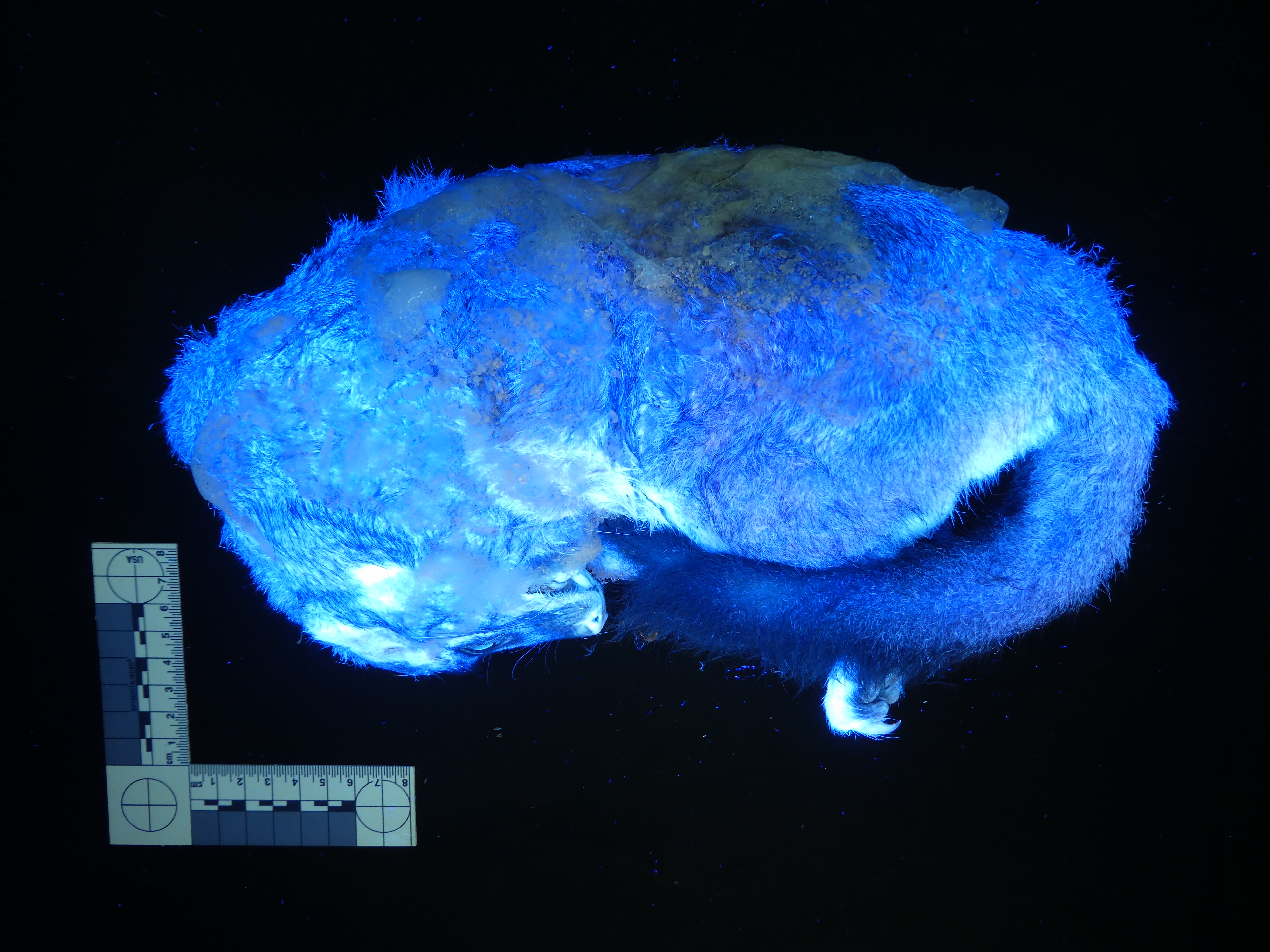 What we don't know about glow-in-the-dark animals | RNZ