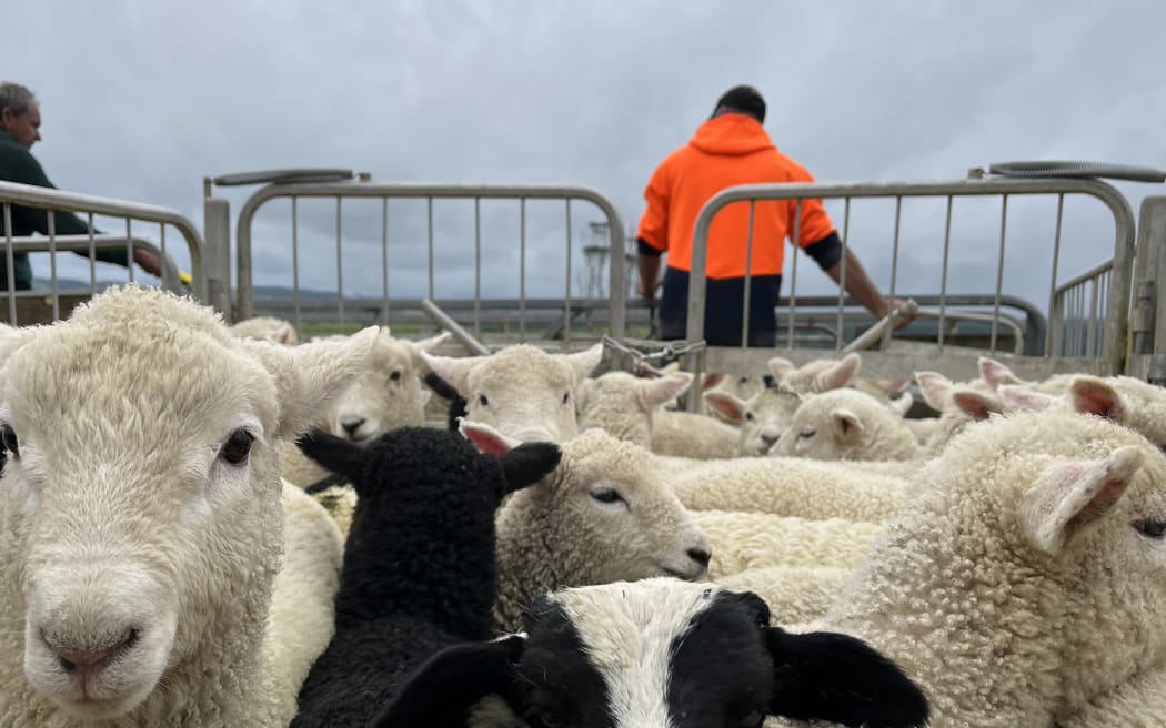 Country Life: Inside Kapiro Farm's quest to find the sheep of the ...