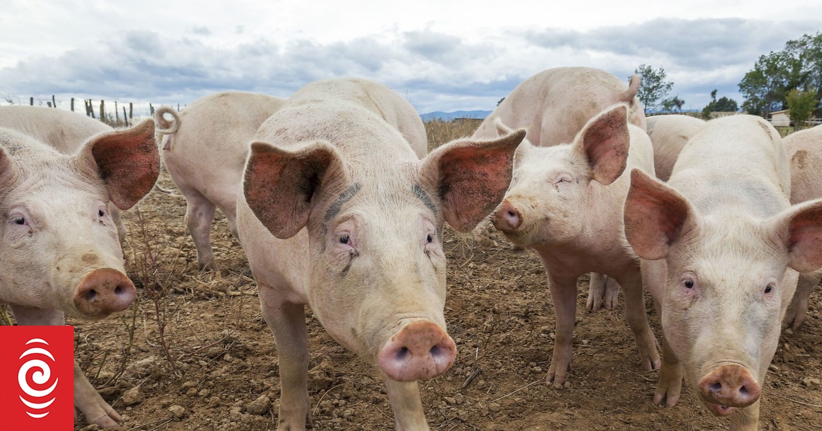New rules for welfare of pigs on farms - in 10 years | RNZ News
