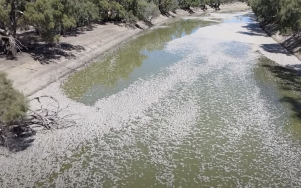 Millions of dead fish wash up near Australian town | RNZ News