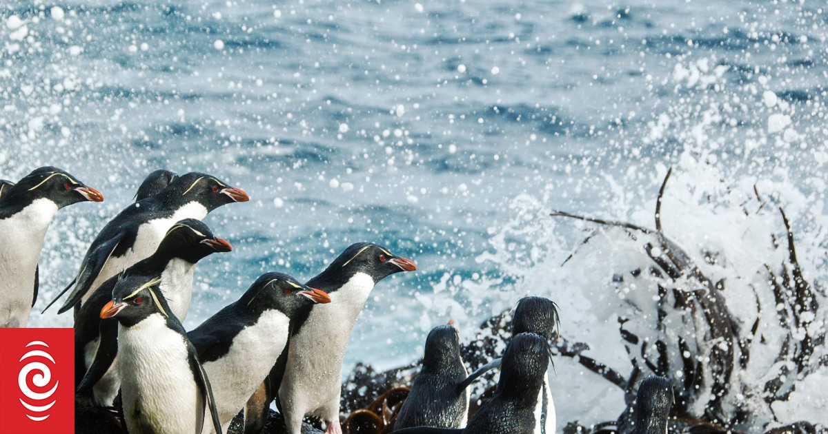 The Secret Life of Penguins | RNZ