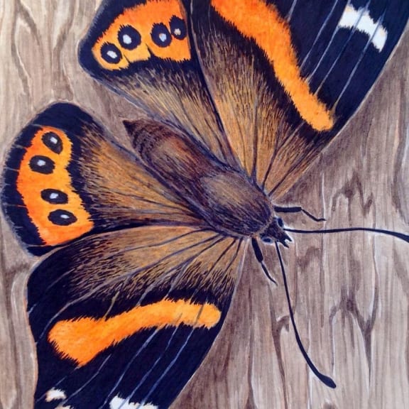 Playing cards with our native insects | RNZ