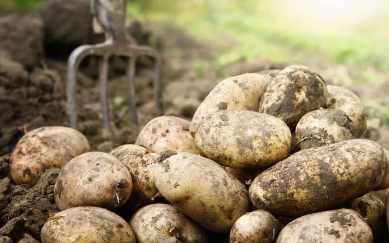 Gardening: How to grow potatoes at home in time for Christmas | RNZ