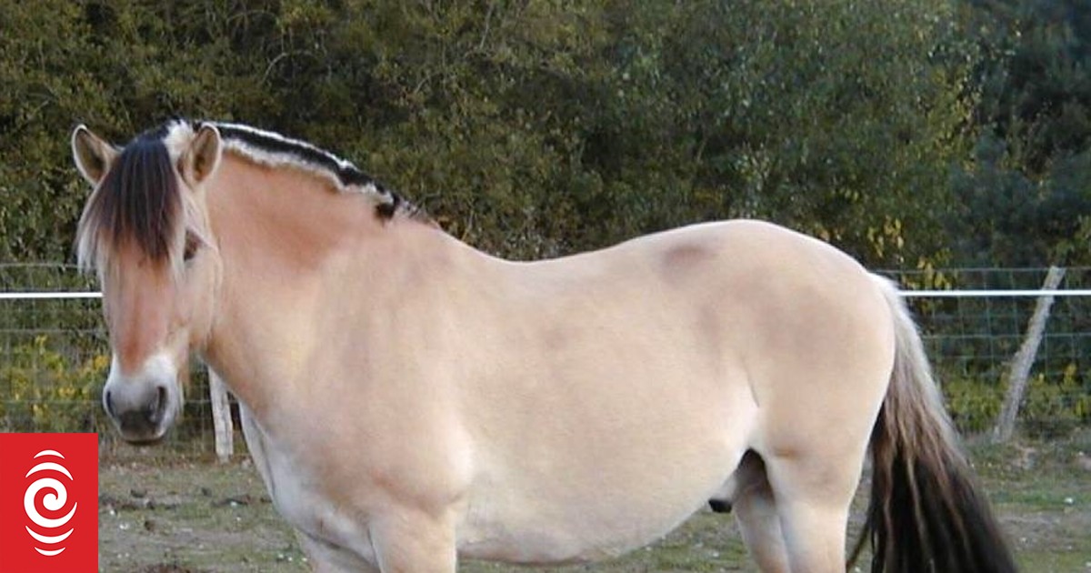 Norwegian Fjord horses celebrated | RNZ