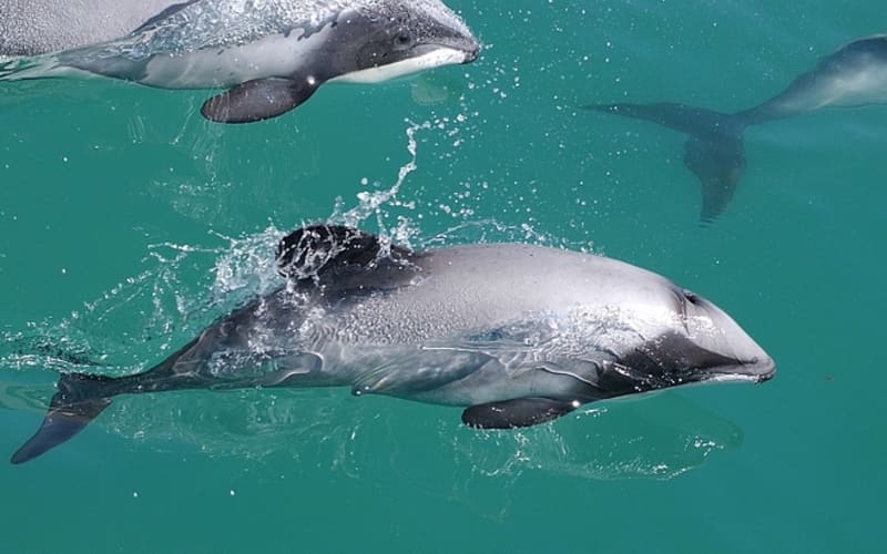 Drones wanted in fight to protect Māui dolphins | RNZ