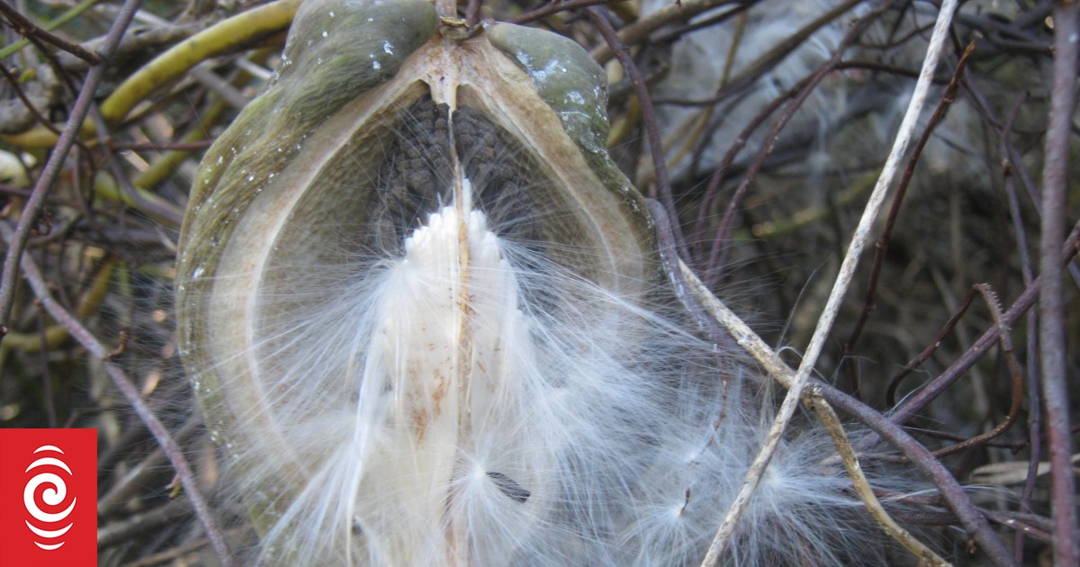 Auckland the weediest city in the world | RNZ