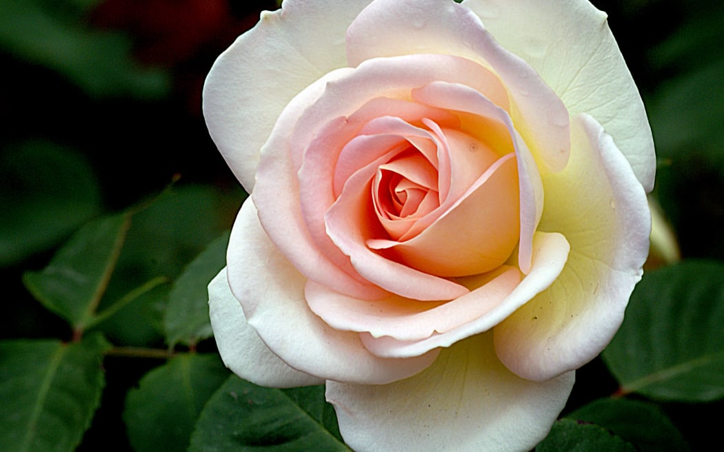 Honeysuckle Rose | RNZ