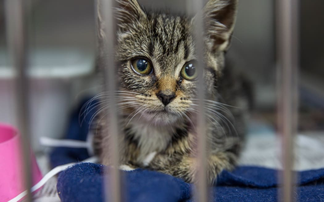 Calls for kitten foster parents as summer ramps up | RNZ News