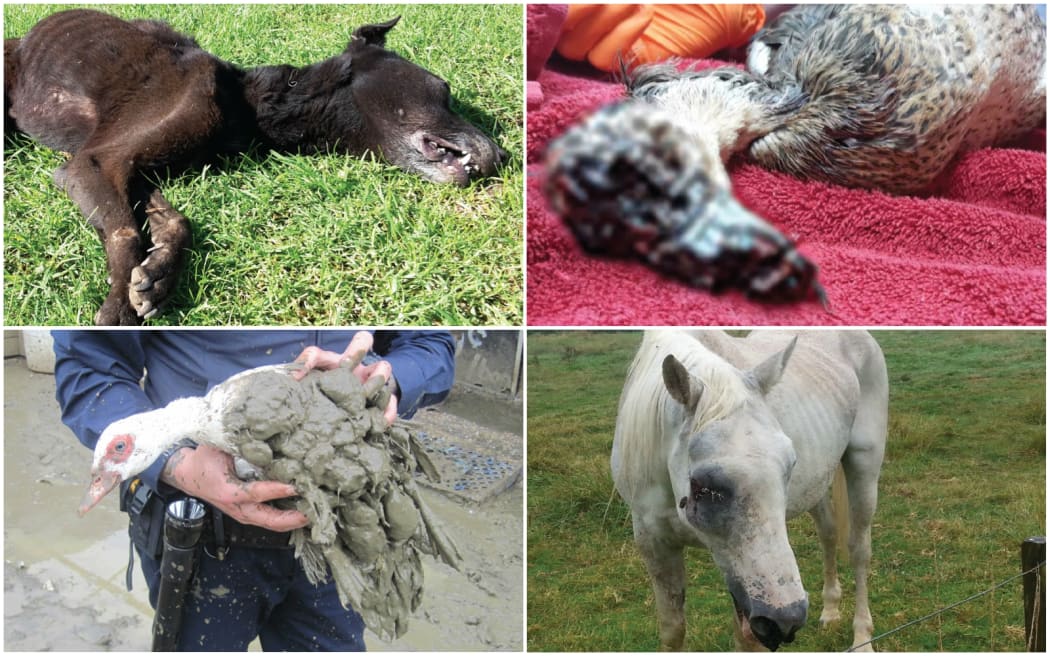 SPCA list of shame details worst animal abuses | RNZ News