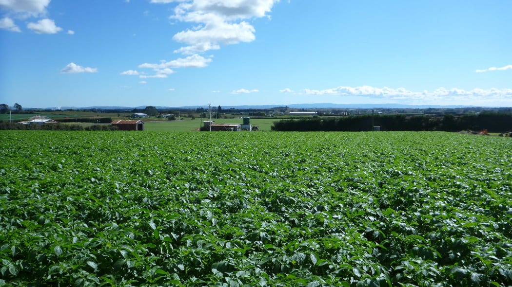 Weather troubles potato harvest | RNZ News