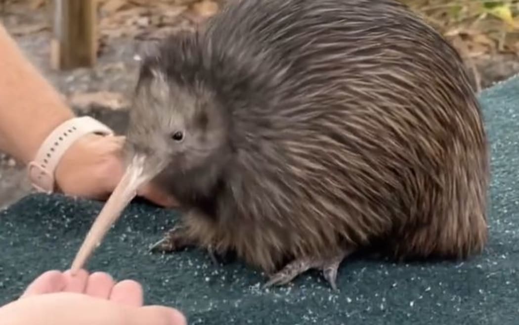 Paora Haitana concerned at treatment of namesake kiwi at Miami Zoo | RNZ