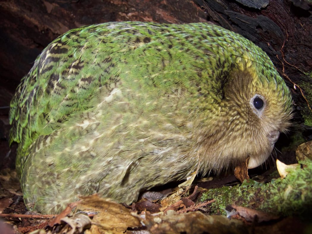 Kākāpō health concerns continue | RNZ