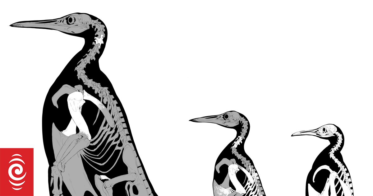 Our Changing World – Penguin evolution | RNZ