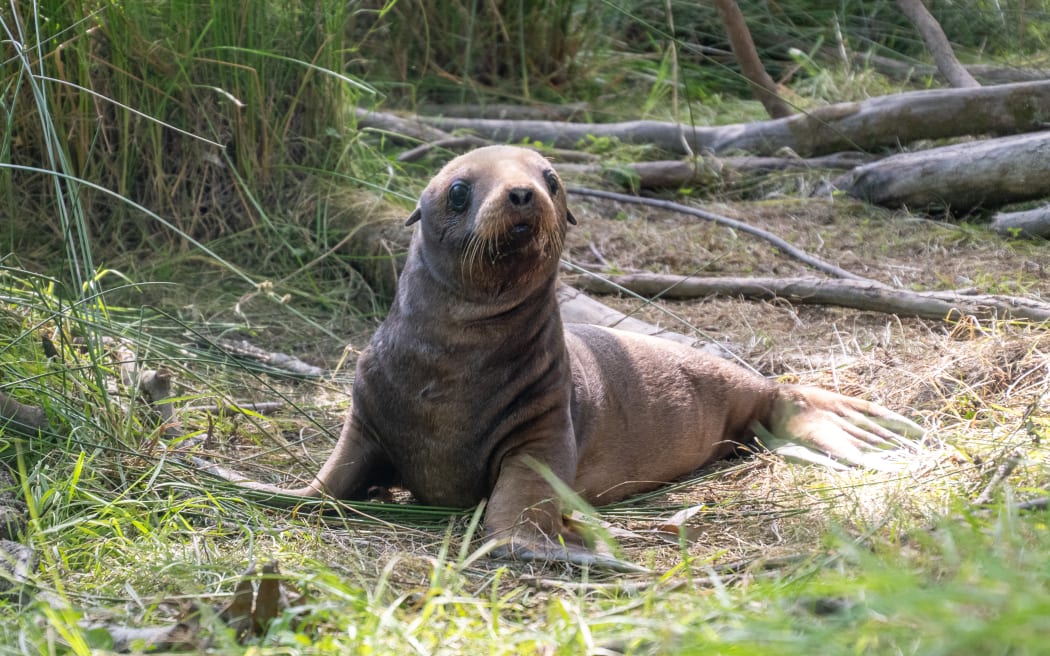 Sea lion pup born on riverbank after mum's 60km swim from coast | RNZ News