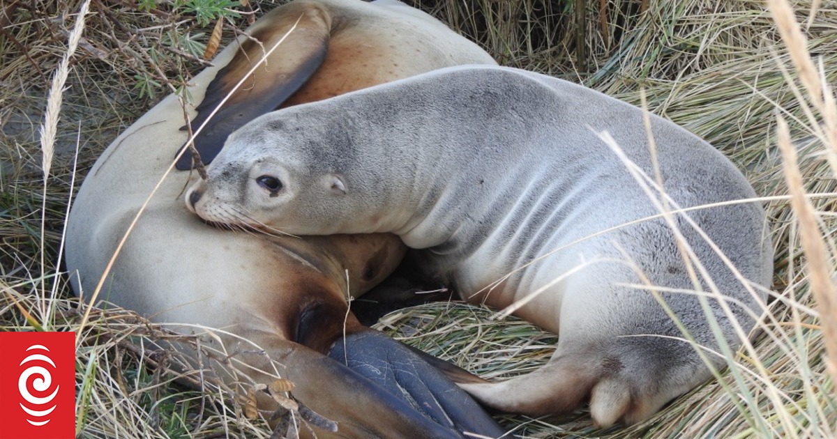 Sea lion killing in Dunedin 'devastating for community' | RNZ News