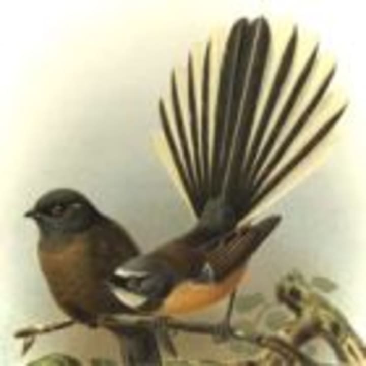 Wrybill from Birdwatching with This Way Up | RNZ