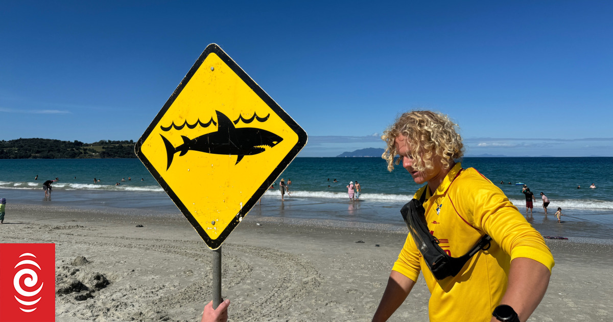 Shark sighting at popular beach north of Auckland | RNZ News