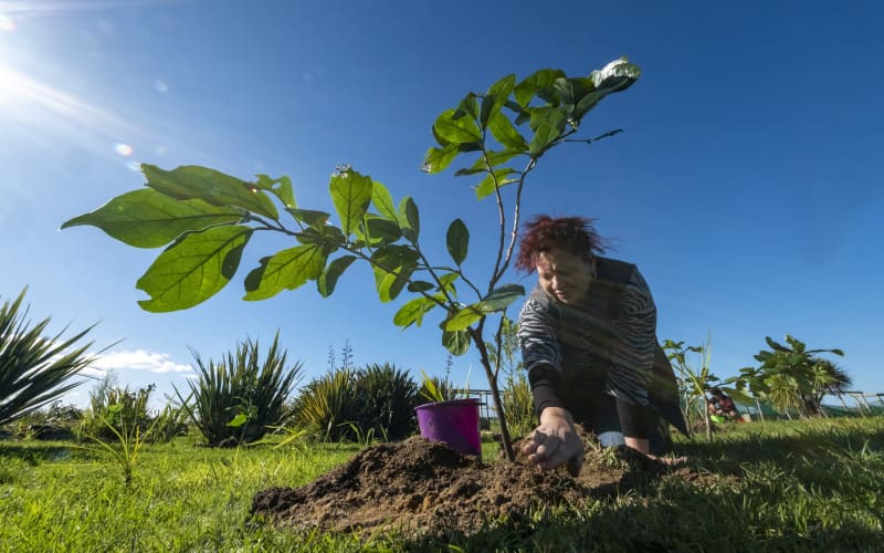 Near-extinct tree returned to iwi after battle for survival | RNZ
