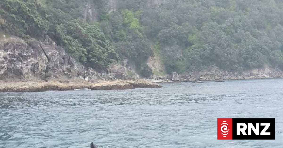 DOC investigates after local rescues orca | RNZ