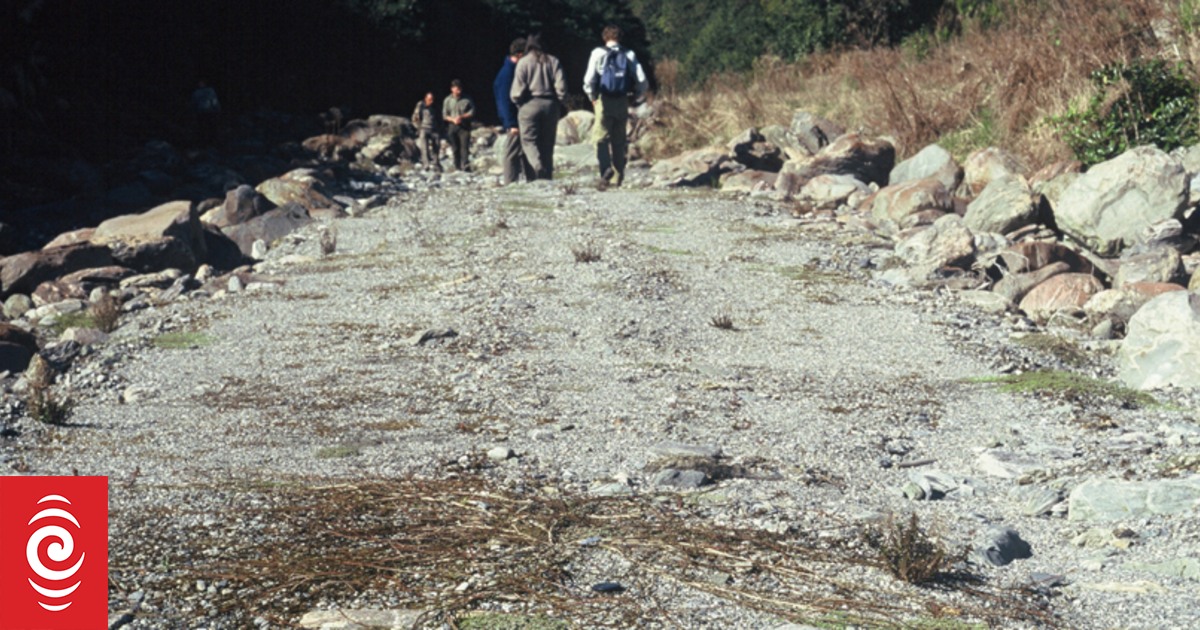 Critter of the Week Carmichaelia - New Zealand brooms | RNZ