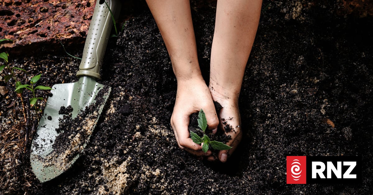 35,000 native trees in 40 schools to be planted under new government ...