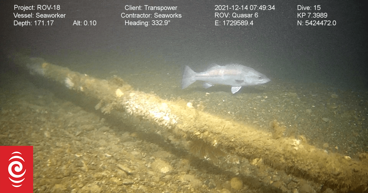 Thousands in fines issued for fishing near Cook Strait power cables ...