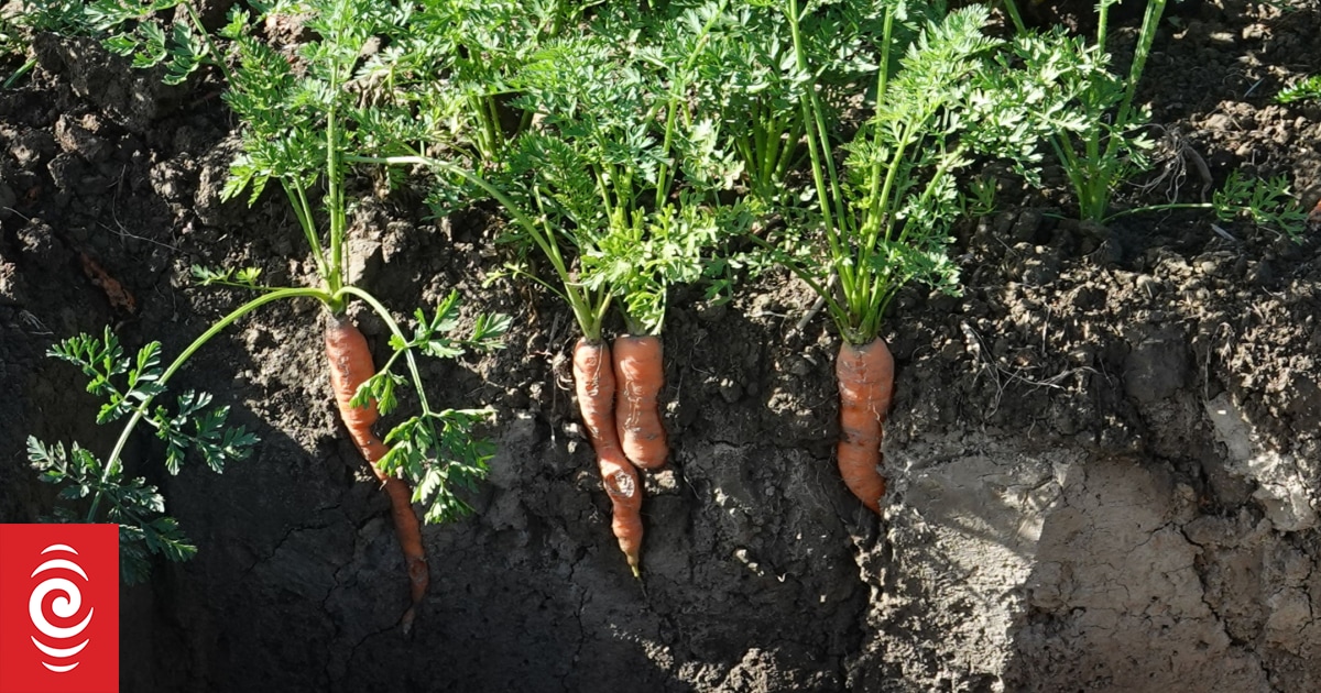 Vegetables push through silt left behind by Cyclone Gabrielle | RNZ News