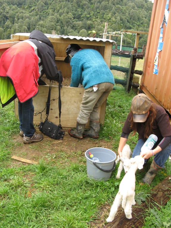 Relda Greenhalgh’s farm | A Gallery from Country Life | RNZ National