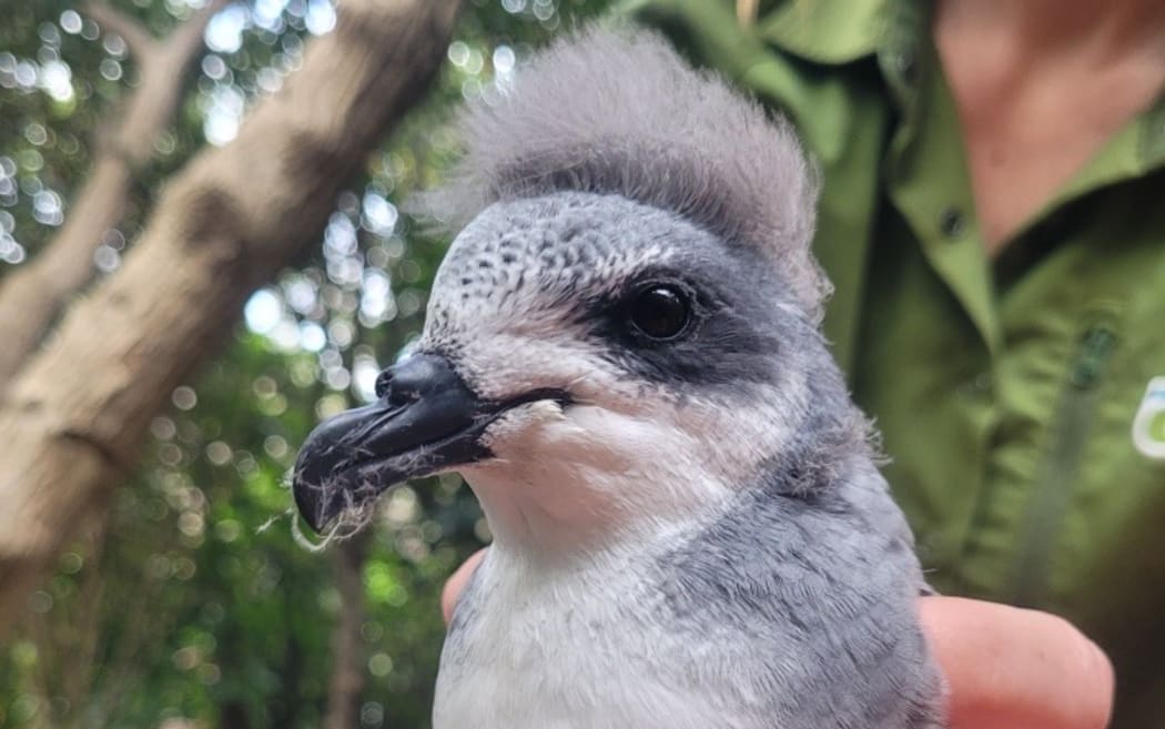 Afternoons for Wednesday 15 May 2024 Afternoons | RNZ