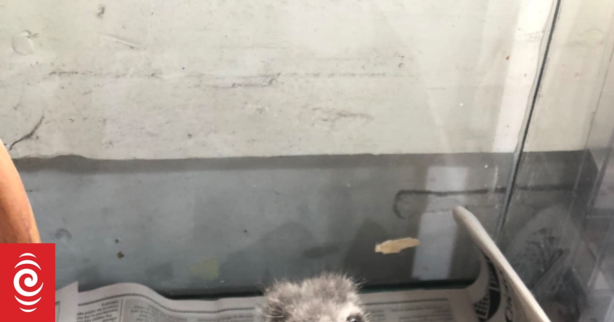 Cook Islanders urged to protect native kakaia birds population | RNZ News