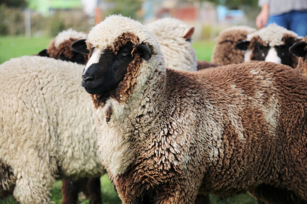 Oxford sheep farmers spin a good yarn | RNZ