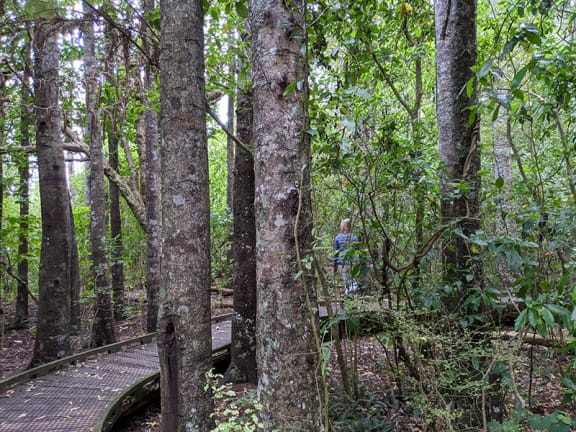 Forest remnants in urban Auckland | A Gallery from Nine To Noon | RNZ ...