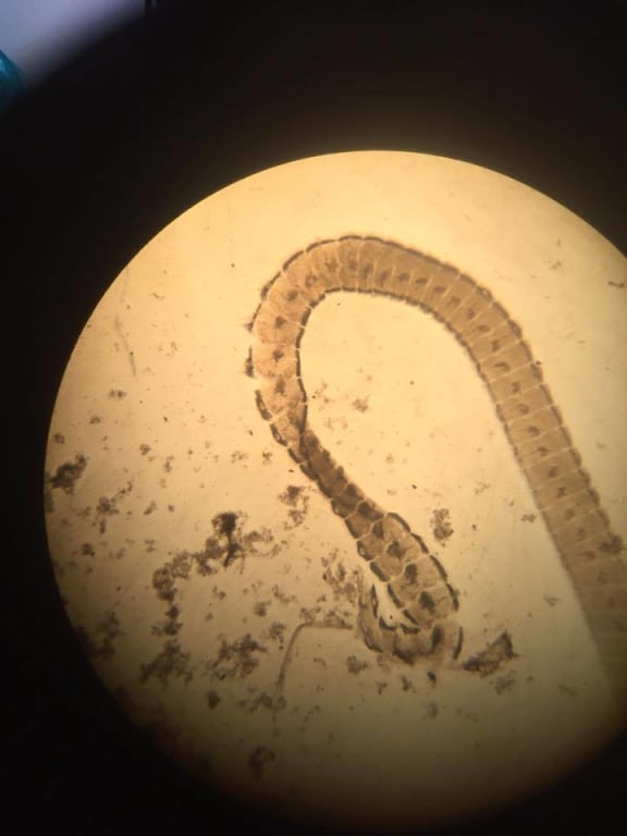Parasites of New Zealands native rough skate | A Gallery from ...
