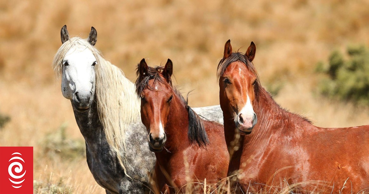 Kaimanawa horses in training for new homes | RNZ News