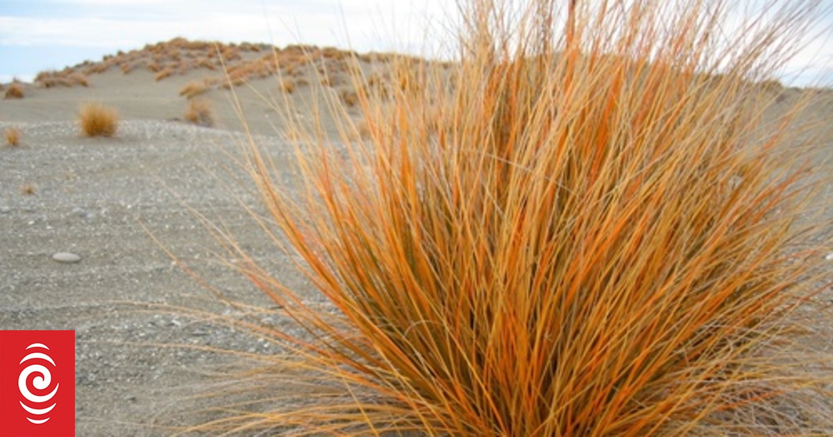 Critter of the Week | RNZ