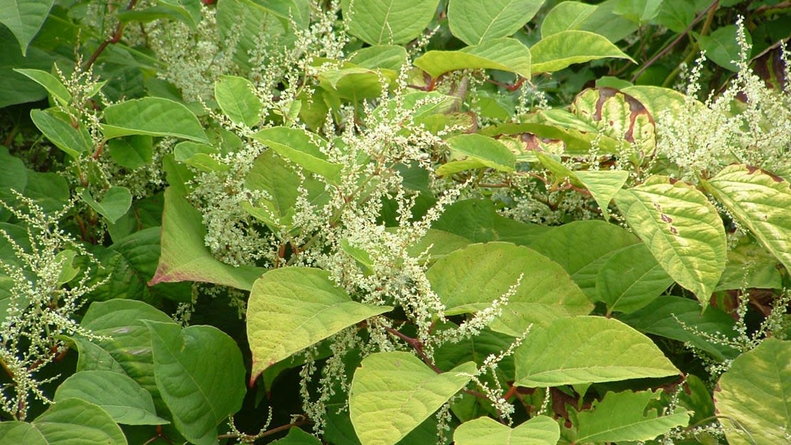 Weeds to watch out for | A Gallery from Nights | RNZ National