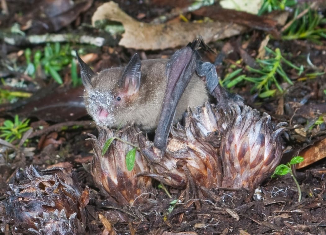 bat pollination name