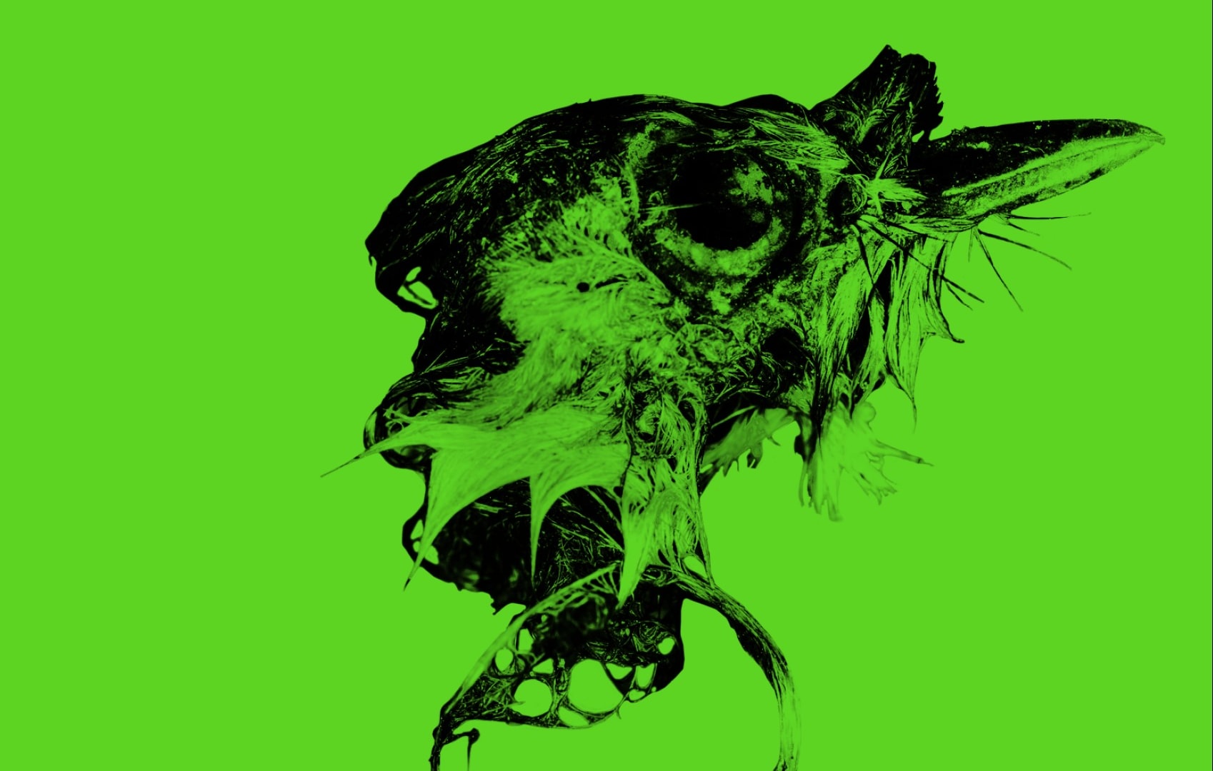 Book review: Butcherbird by Cassie Hart | RNZ