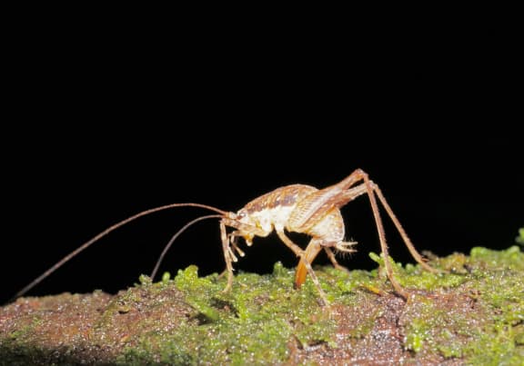 The Weta Professor, Steve Trewick | RNZ