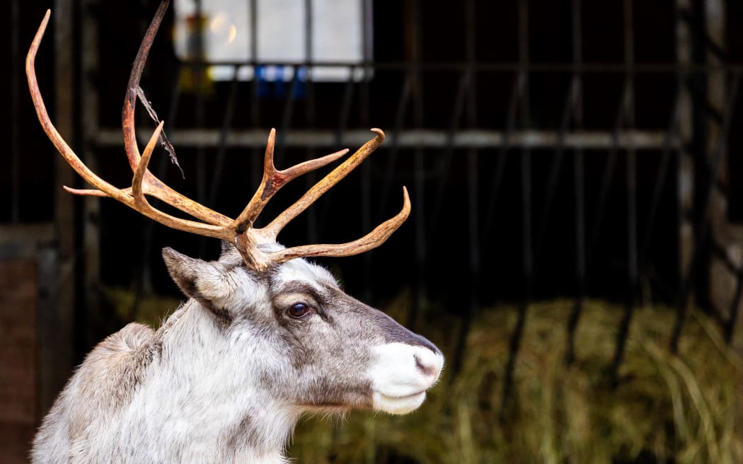 Reindeer are famous for pulling Santa's sleigh, but it's their vision ...