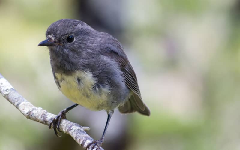 Abel Tasman National Park visitors asked to report sightings of ...