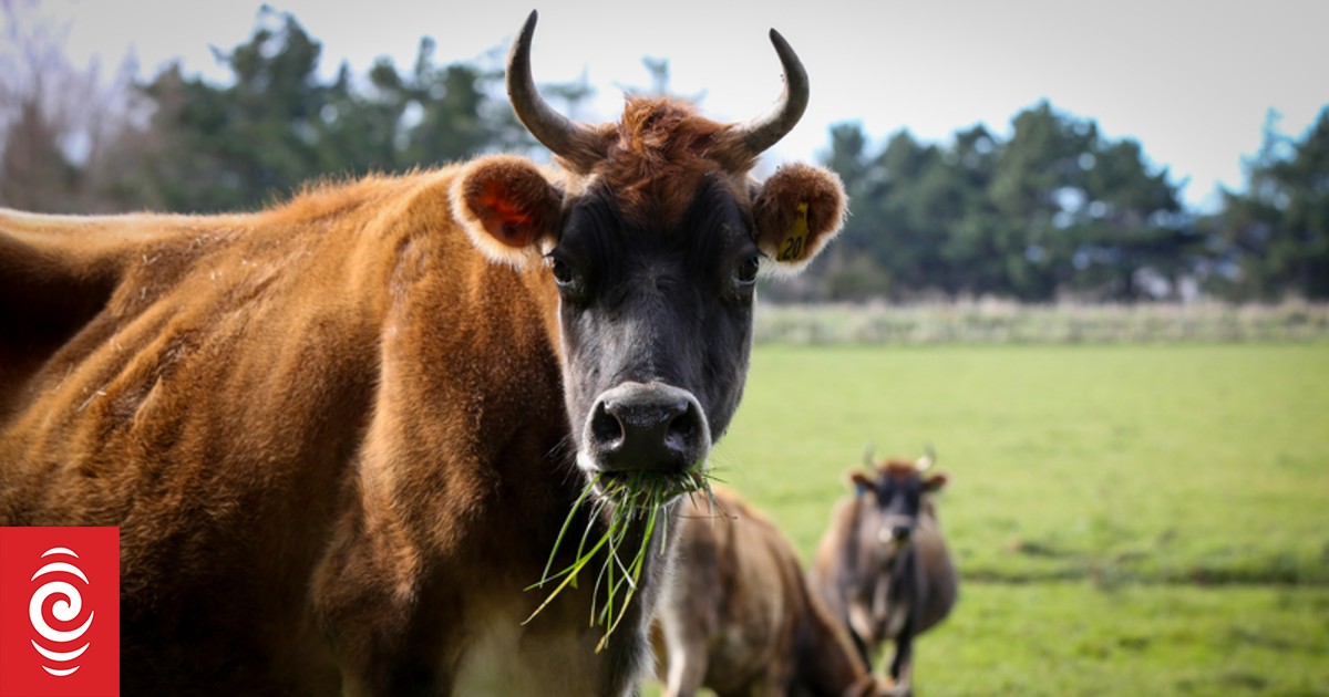 Minister, WorkSafe at odds on farm safety | RNZ News