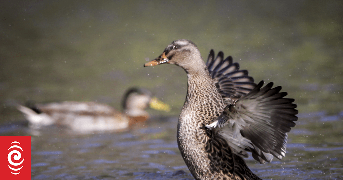 Avian botulism likely caused more than 100 duck deaths in Napier | RNZ News