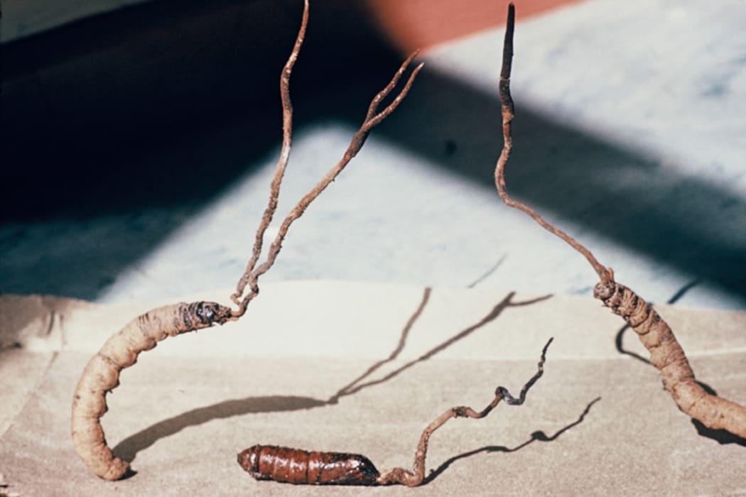 Critter of the Week: The Vegetable Caterpillar | RNZ