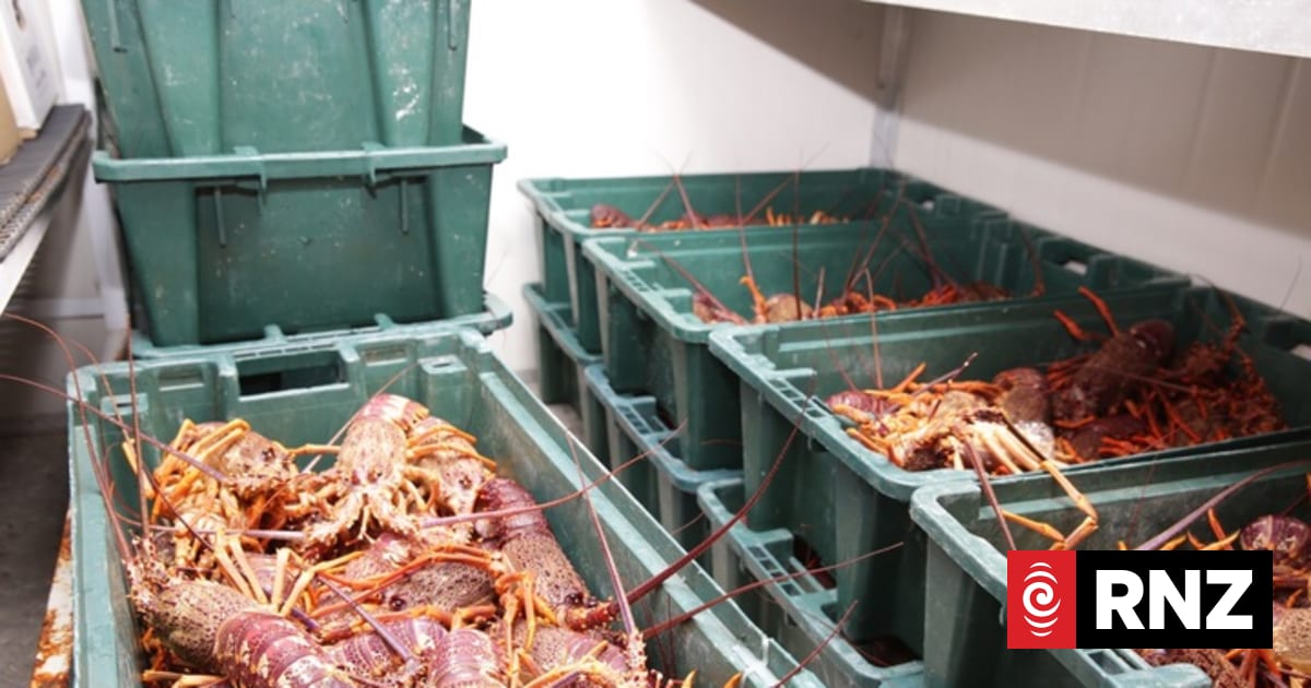 Crayfish exports pick up but far from normal | RNZ