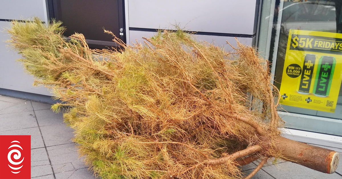 How to responsibly recycle a real Christmas tree | RNZ News